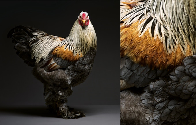 The Most Stunning Chicken Book Photos Ever Made | Indiegogo