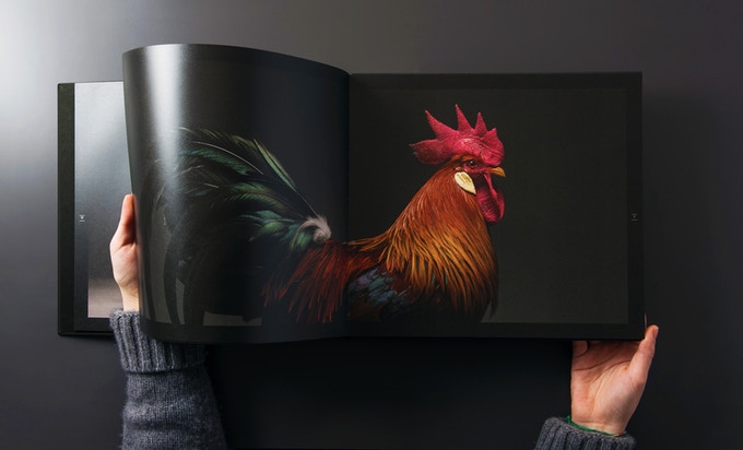 The Most Stunning Chicken Book Photos Ever Made | Indiegogo