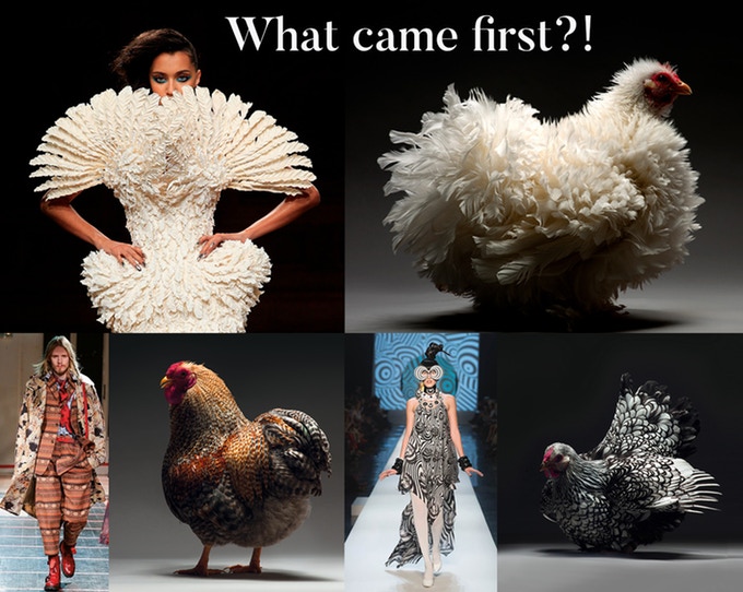 The Most Stunning Chicken Book Photos Ever Made | Indiegogo