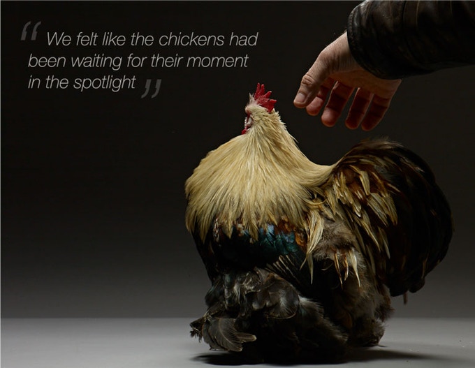 The Most Stunning Chicken Book Photos Ever Made | Indiegogo