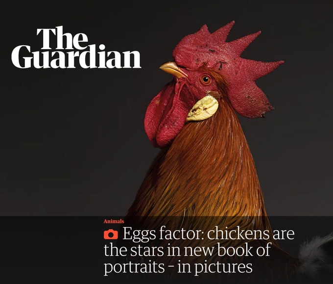 The Most Stunning Chicken Book Photos Ever Made | Indiegogo