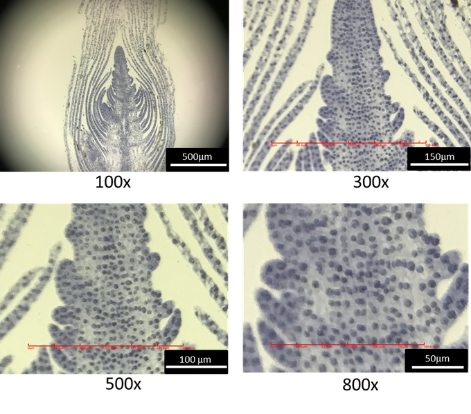 iMicro - Add an 800x microscope to your phone | Indiegogo