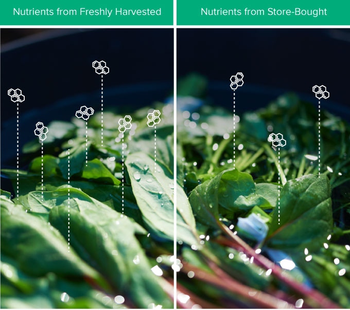 Grow Huge Fruits and Veggies Indoors with iHarvest | Indiegogo