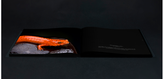 COLD INSTINCT: Stunning Reptiles and Amphibians | Indiegogo