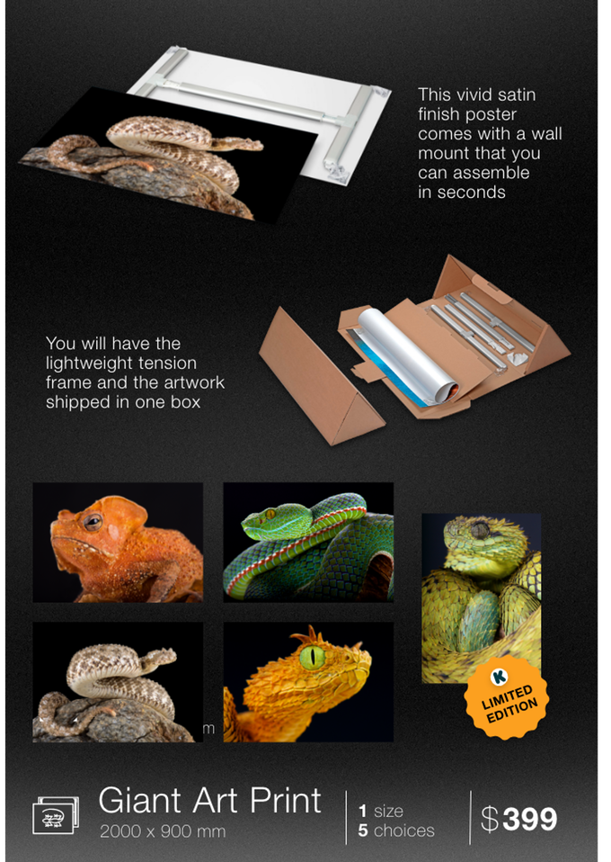 COLD INSTINCT: Stunning Reptiles and Amphibians | Indiegogo
